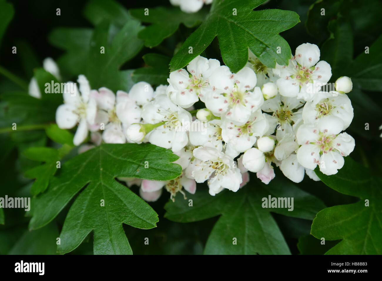 Whitethorn hi-res stock photography and images - Alamy