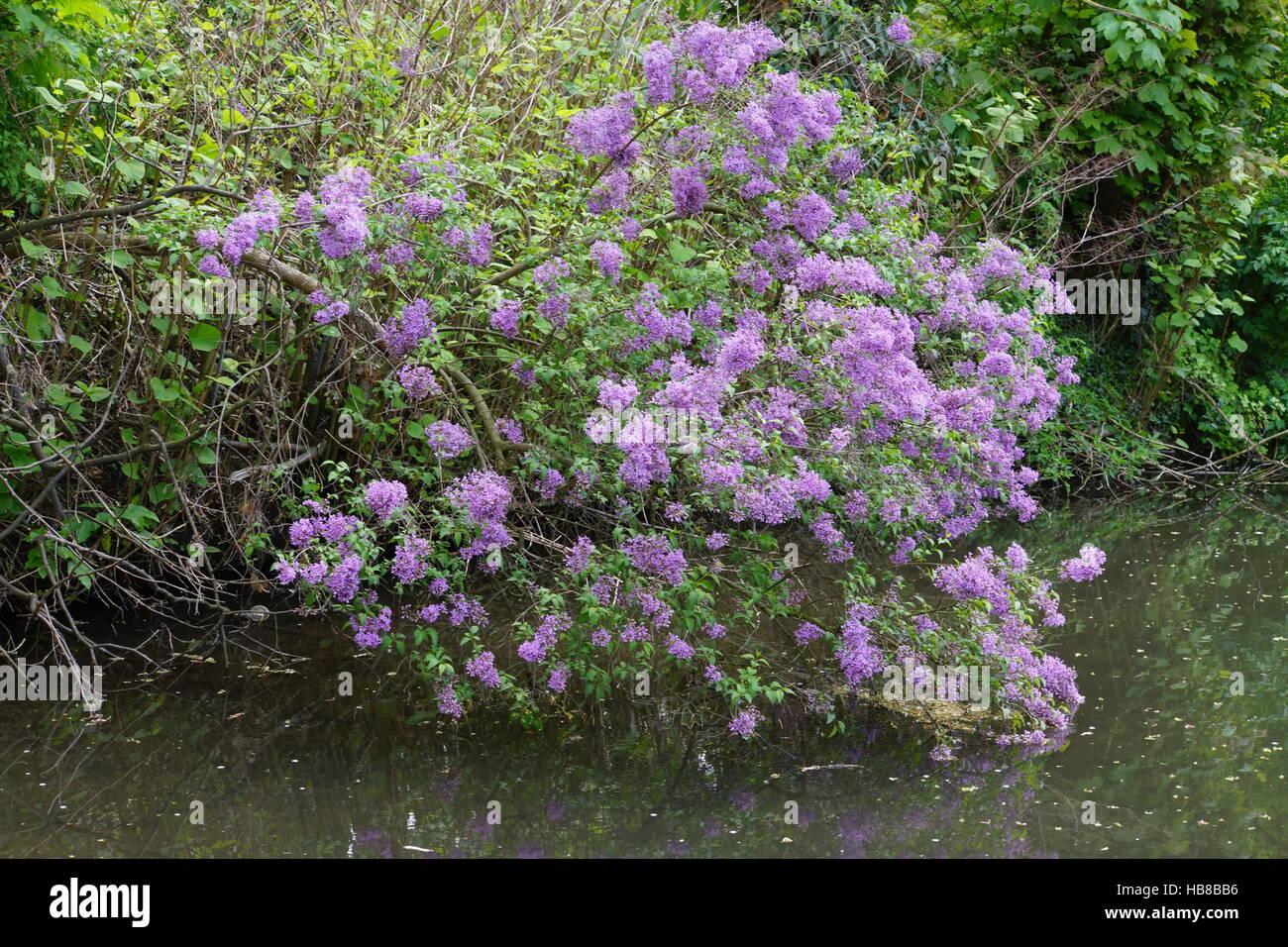 Nodding lilac hi-res stock photography and images - Alamy