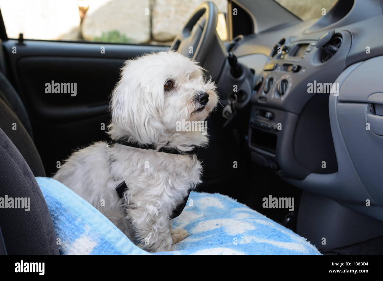 Can A Passenger Hold A Dog In The Car