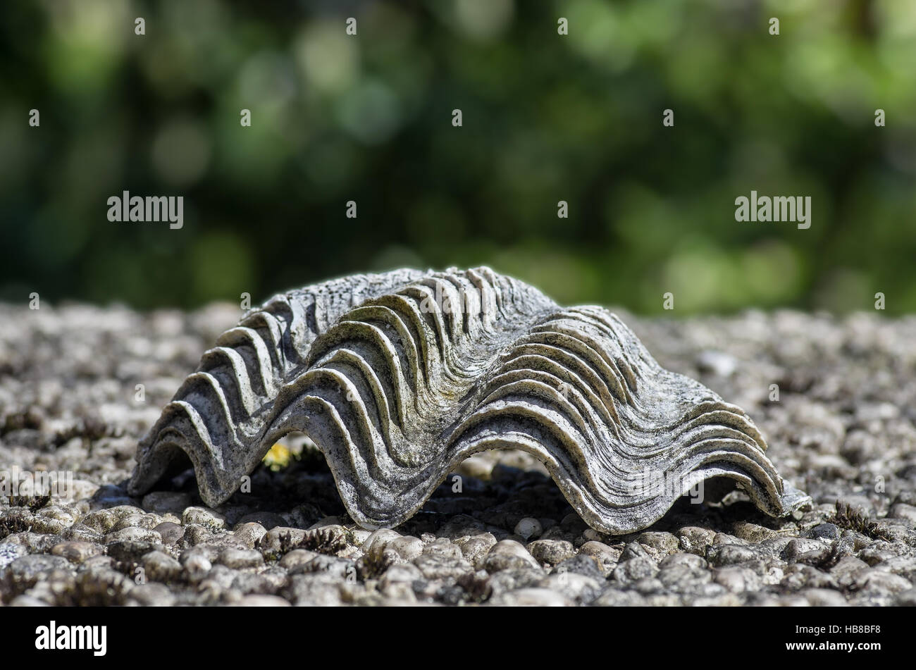 Shell sammlung hi-res stock photography and images - Alamy