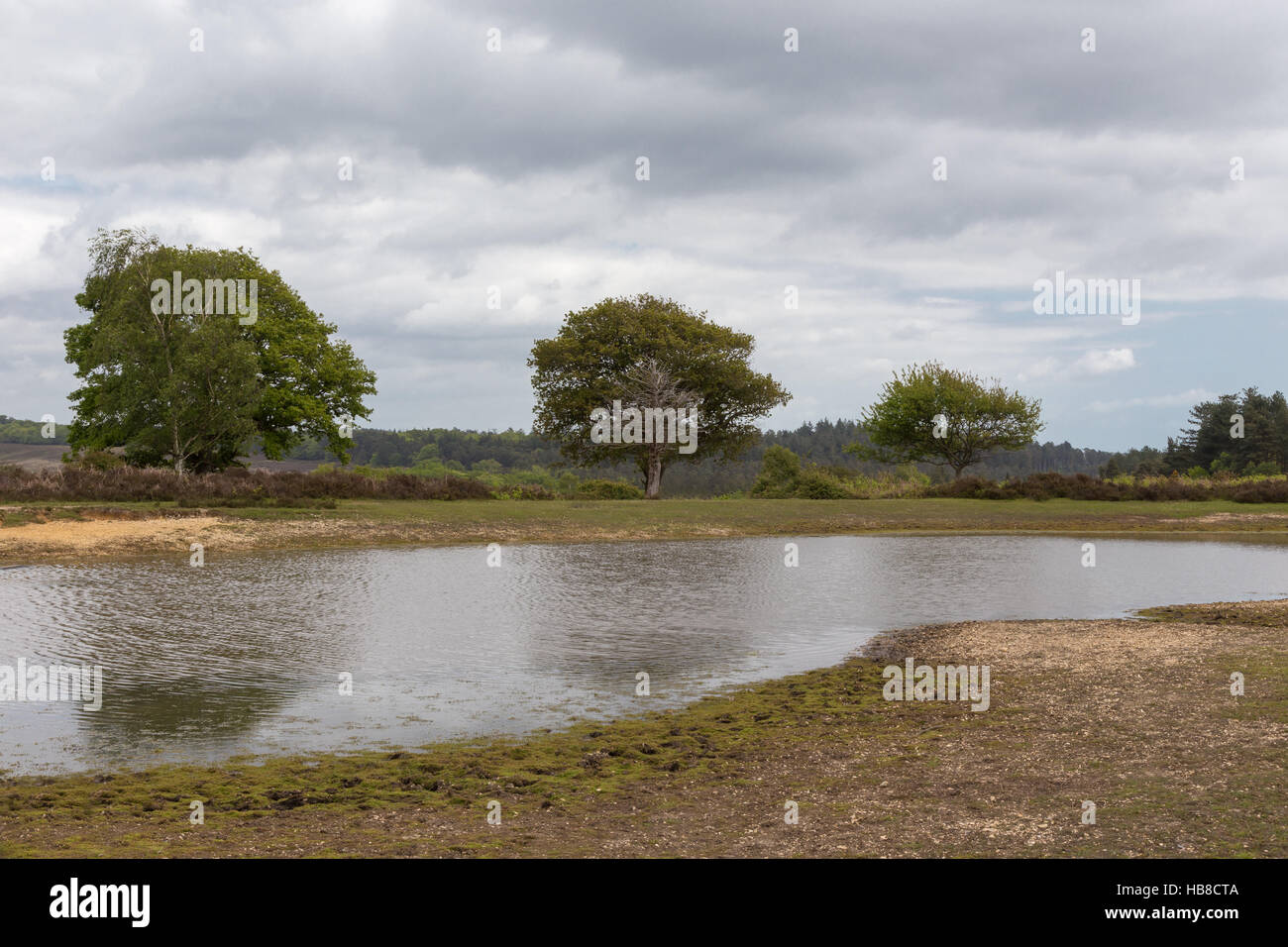 Reflections new forest hi-res stock photography and images - Alamy
