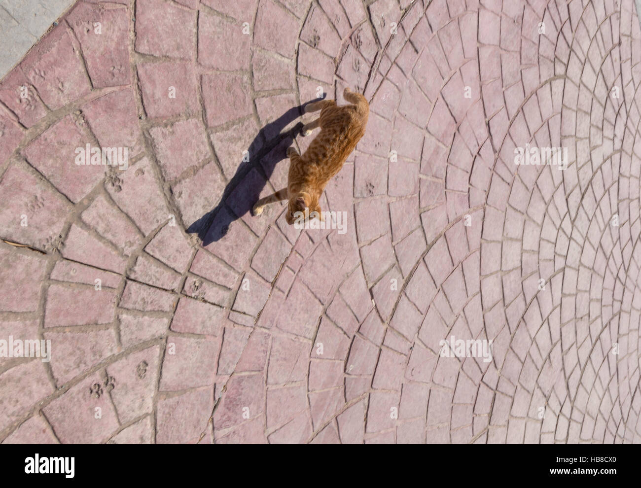 Aeriel view of a ginger cat walking over pink flagstones. Taken on a ...