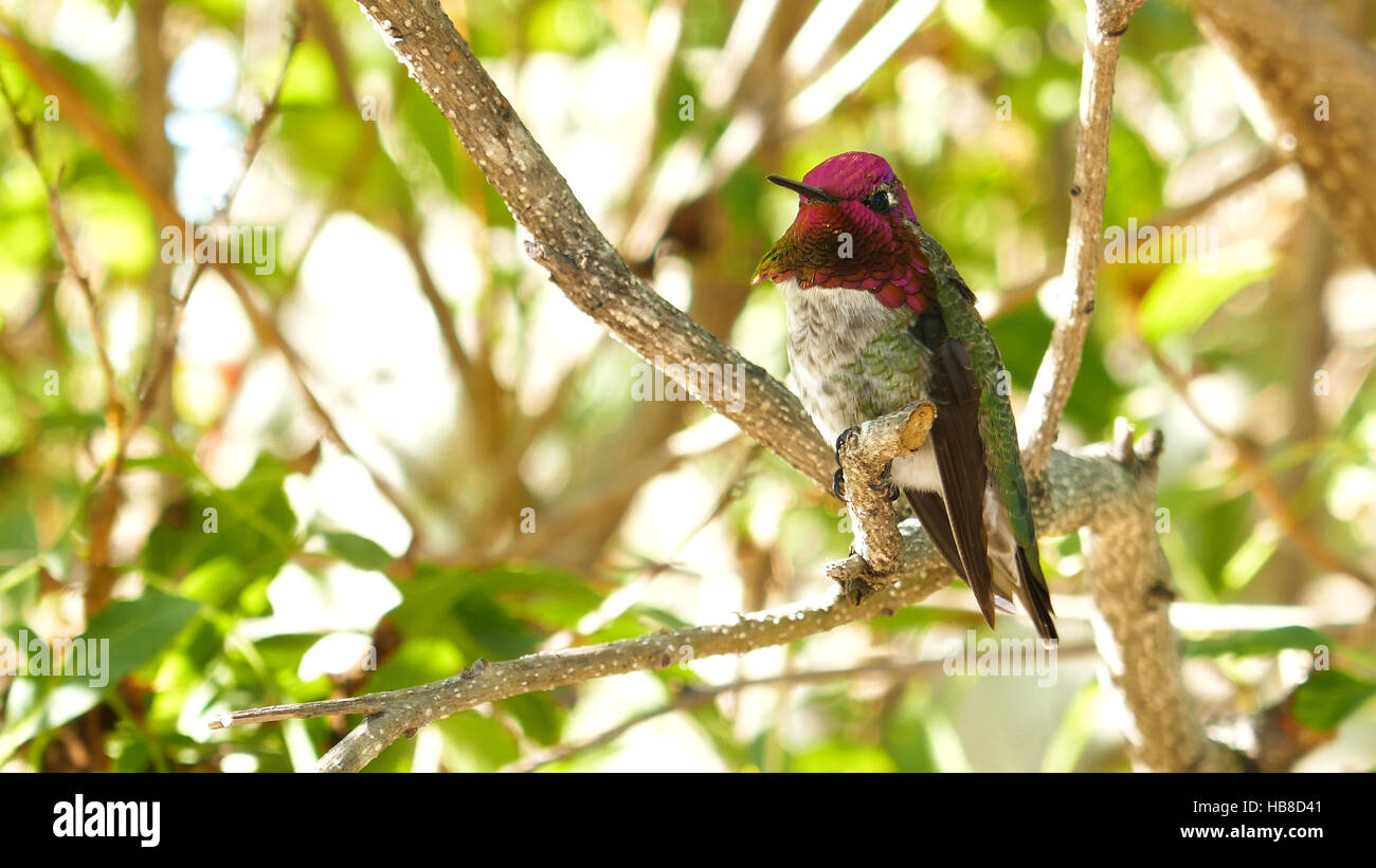 Beautiful purple head Magnificent hummingbird resting, photo taken at ...