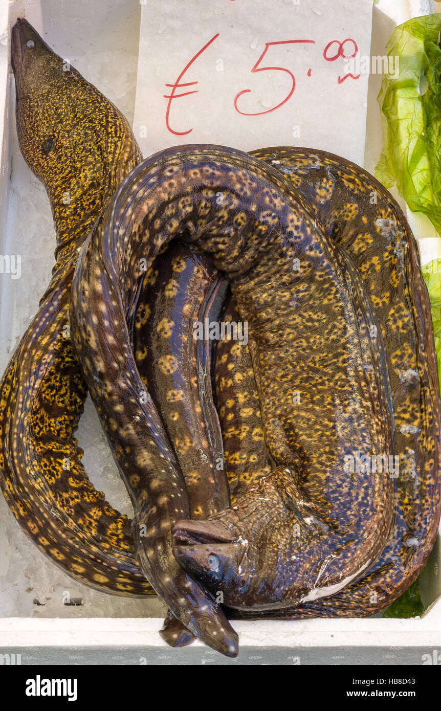 Mooray at market Stock Photo - Alamy