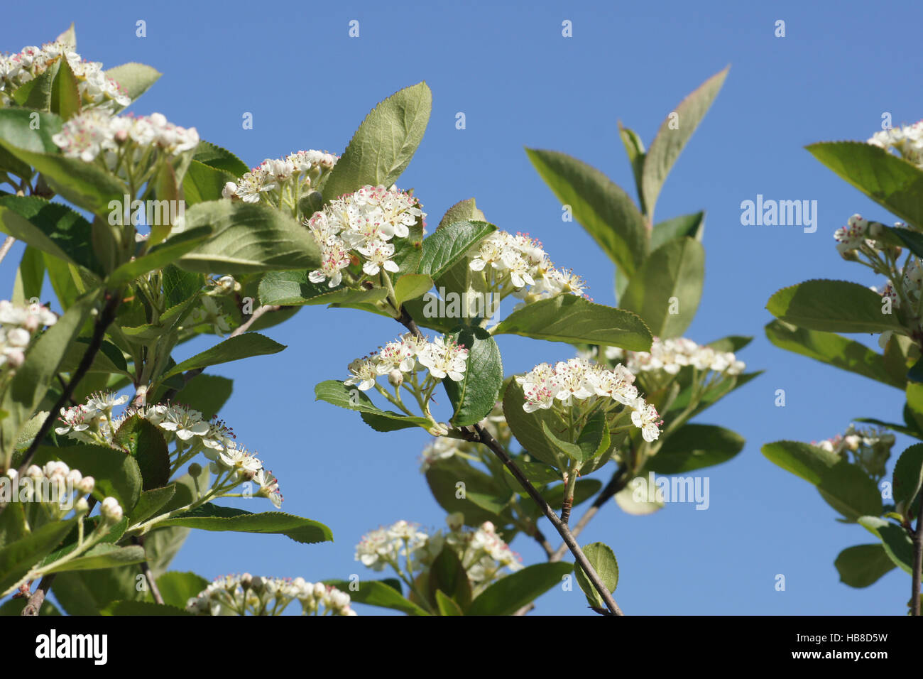 Aronia melanocarpa aronie hi-res stock photography and images - Alamy