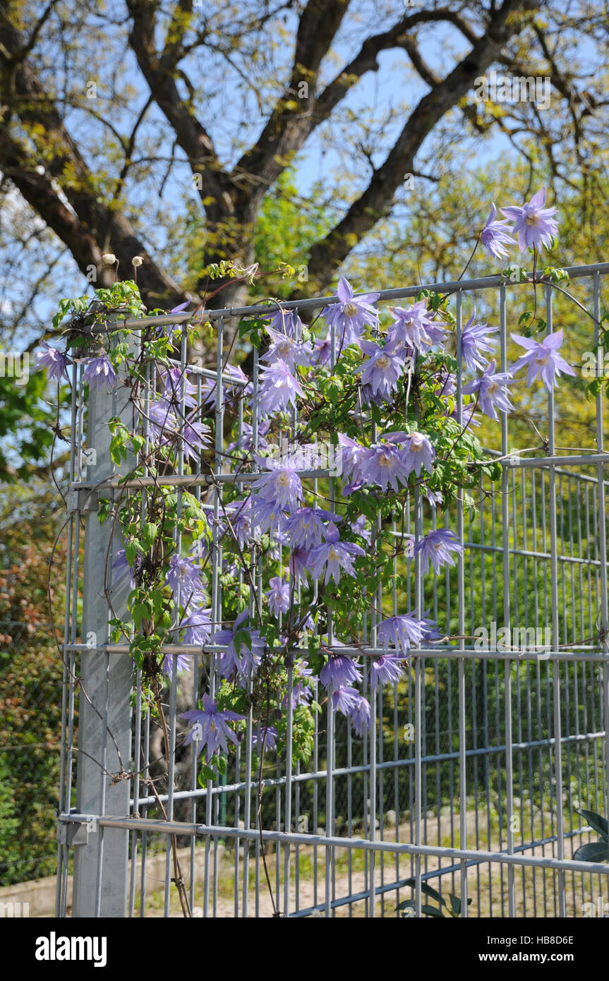 Clematis alpina, Alpine clematis Stock Photo - Alamy