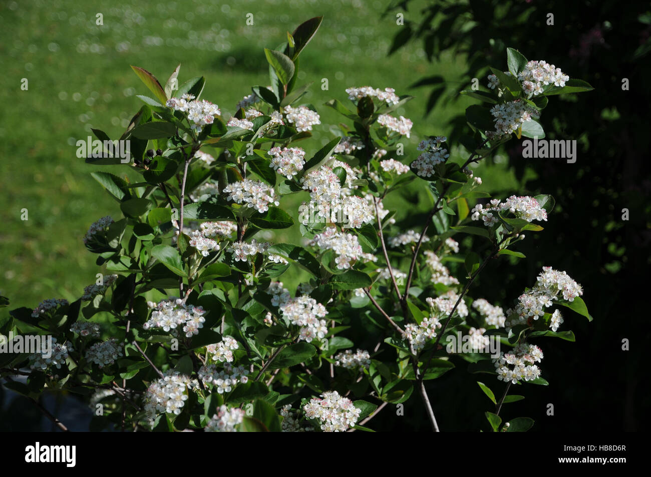 Aronia melanocarpa, Aronie Stock Photo - Alamy