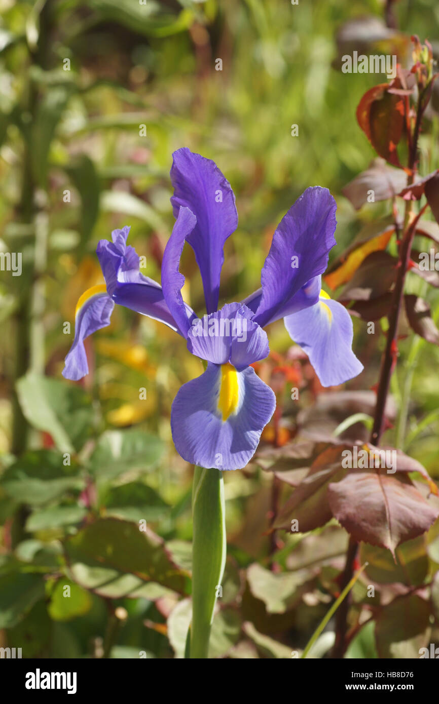 Dutch iris hi-res stock photography and images - Alamy