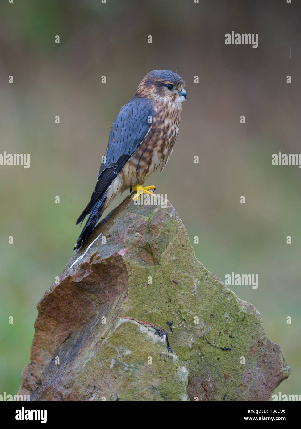 Merlin (Falco columbarius), male resting on rock, Frankfurt Rhine-Main ...