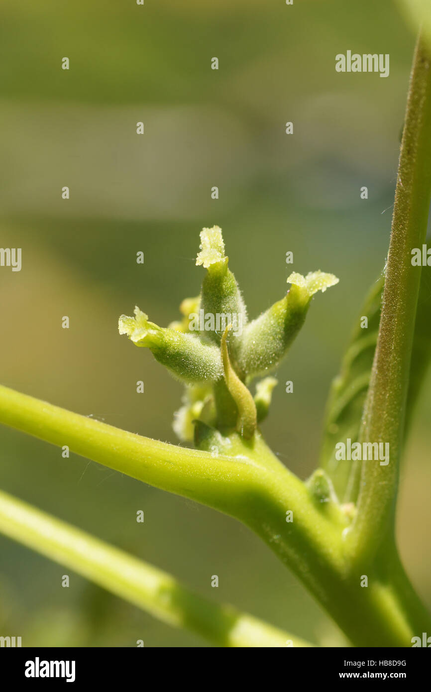 Juglans regia e hi-res stock photography and images - Alamy