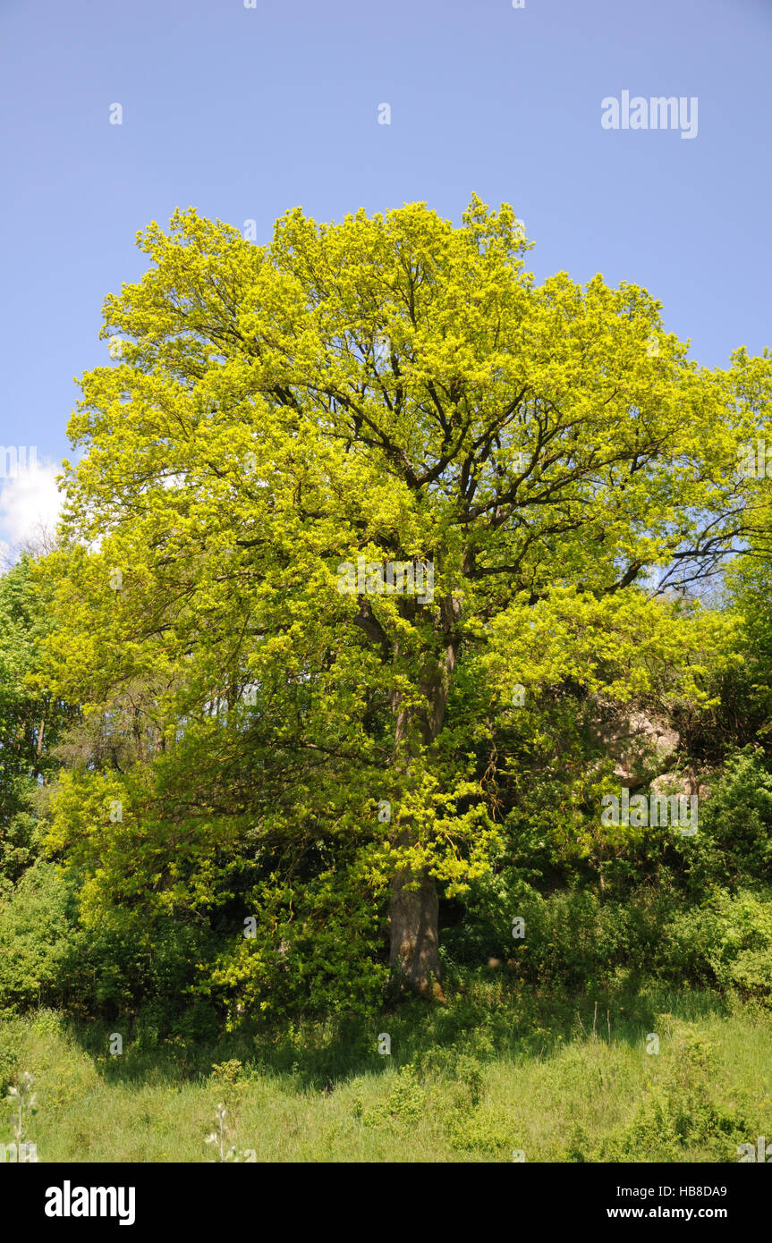 Quercus robur, German oak, young shoots Stock Photo - Alamy
