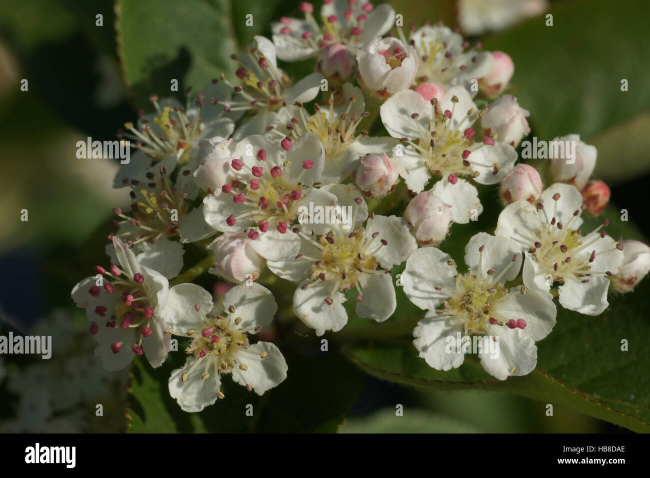 Aronia melanocarpa, Aronie Stock Photo - Alamy