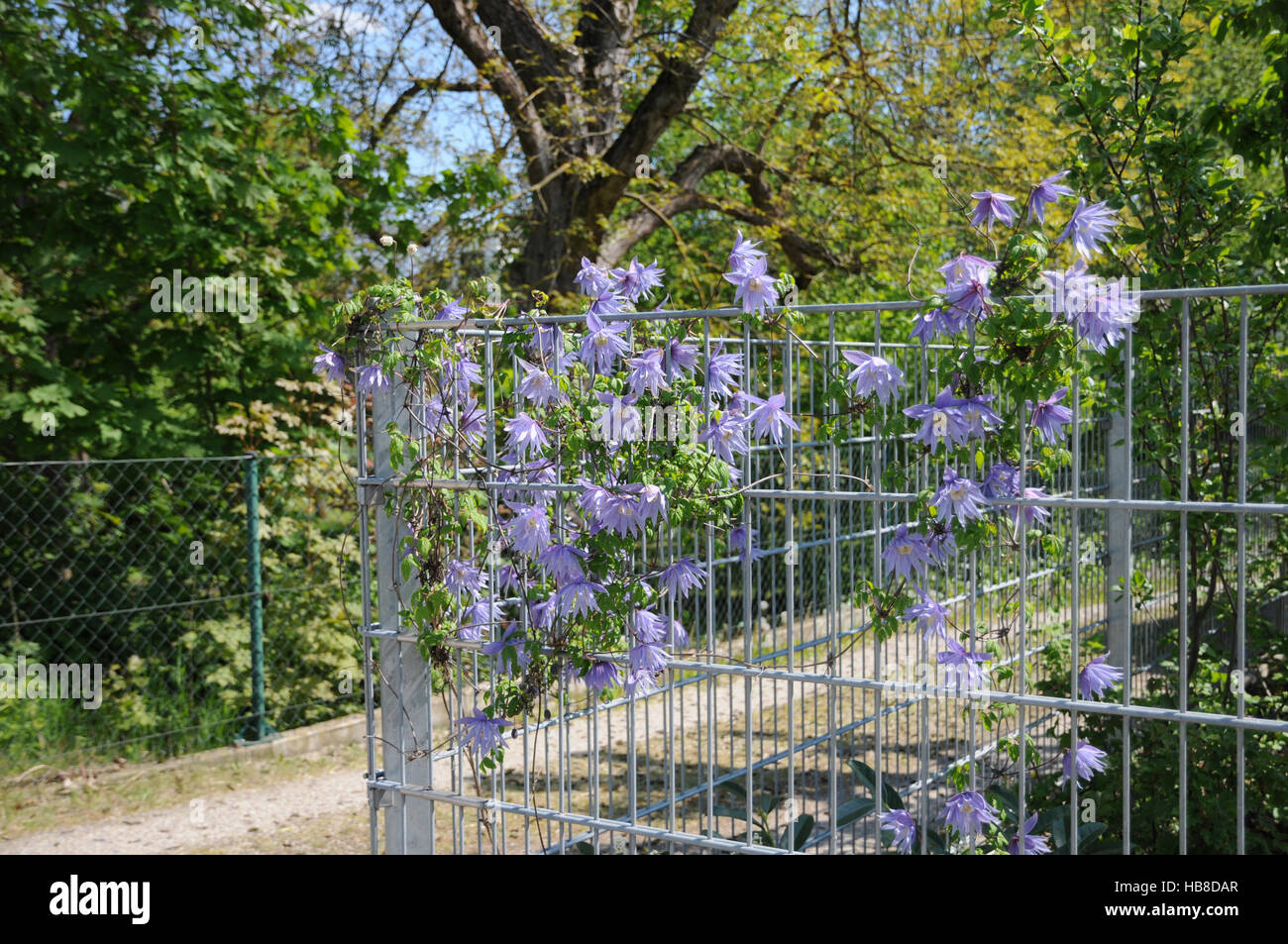 Clematis alpina, Alpine clematis Stock Photo - Alamy