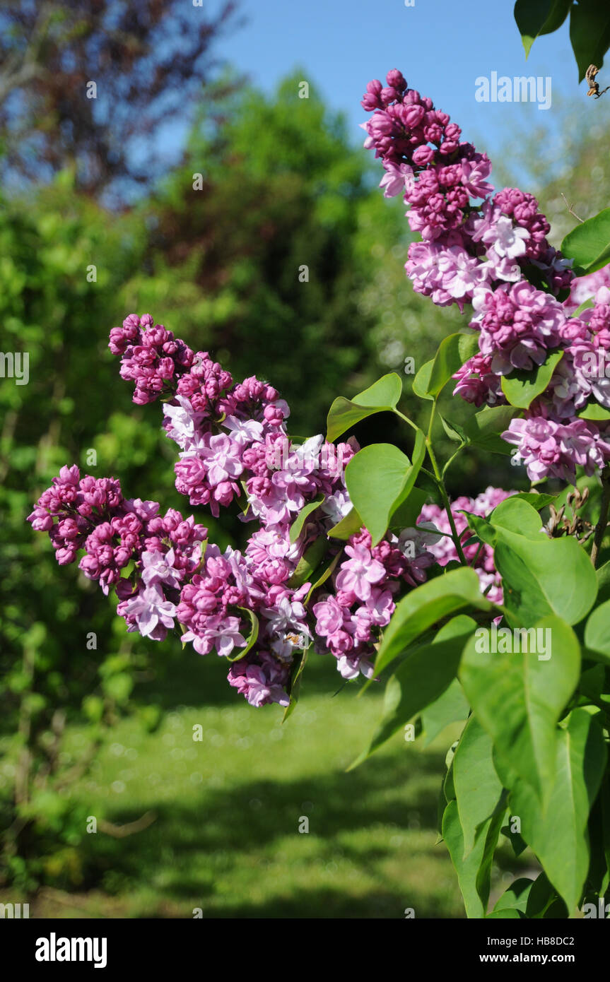Syringa hi-res stock photography and images - Alamy