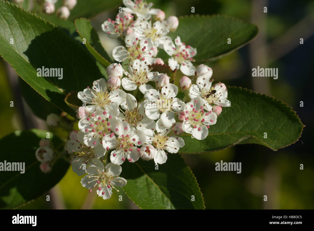 Aronia melanocarpa, Aronie Stock Photo - Alamy