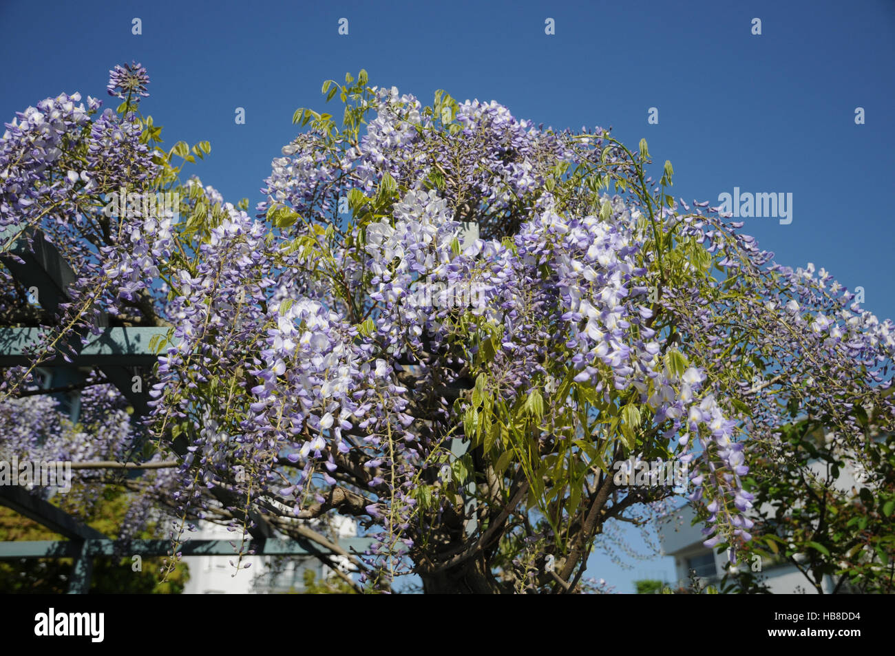 Wisteria sinensis, Chinese wisteria Stock Photo - Alamy