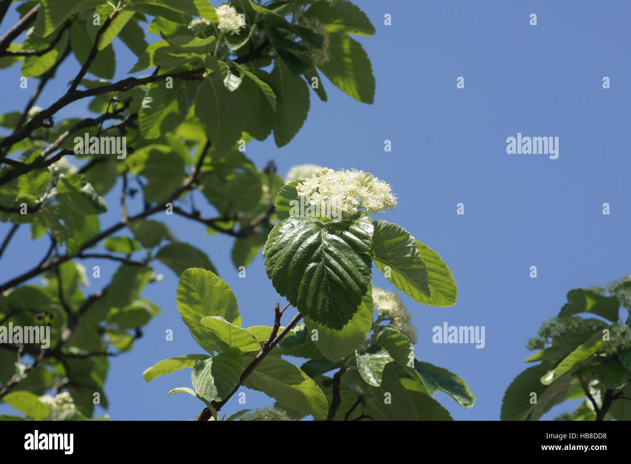 Sorbus aria, Whitebeam Stock Photo - Alamy