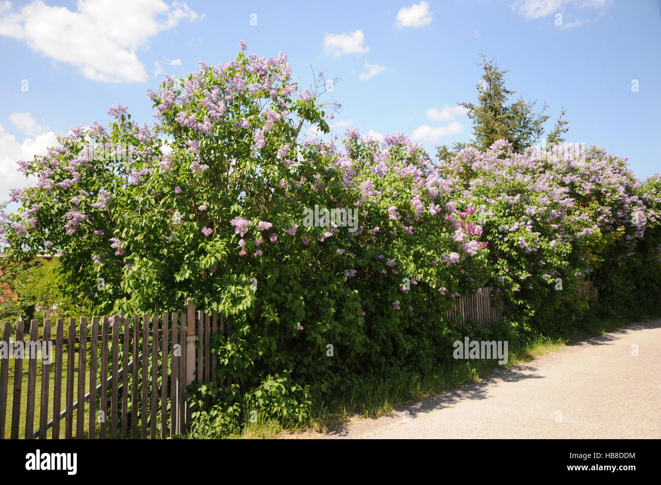 Syringa vulgaris, Lilac, hedge Stock Photo - Alamy