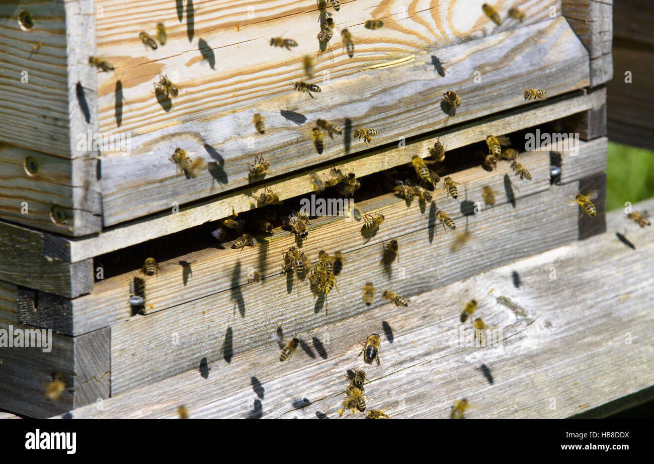 bees at beehive at spring in meadow Stock Photo - Alamy