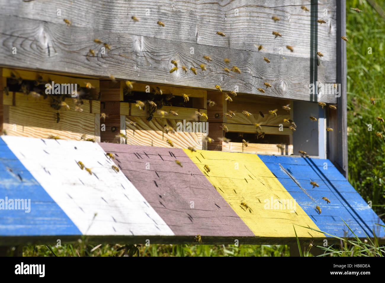 bees at beehive at spring in meadow Stock Photo - Alamy