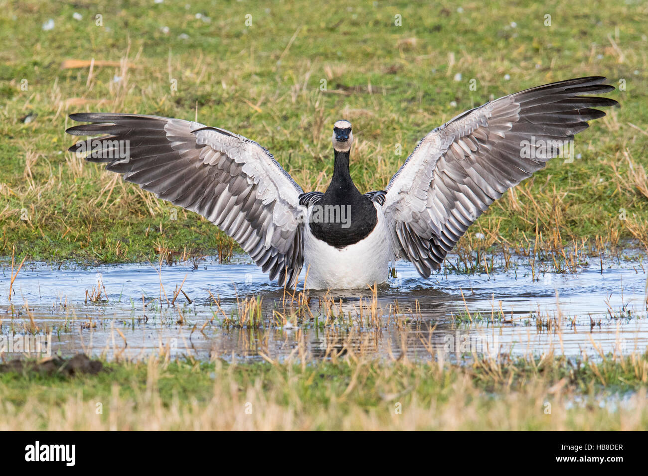 Barnacle goose (Branta leucopsis) flapping wings, East Frisia, Germany ...