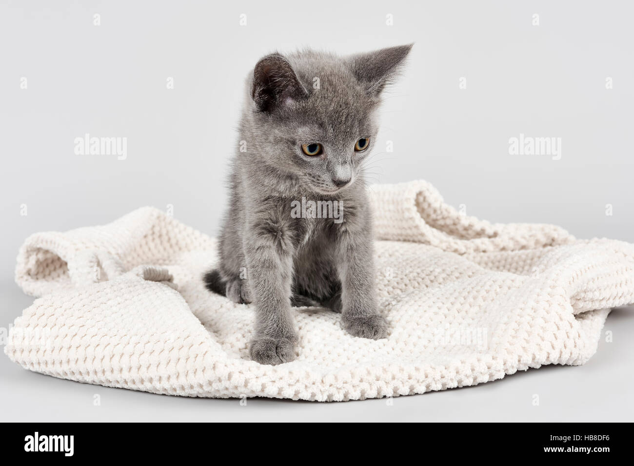 Russian Blue cat, eight week old kitten, on blanket Stock Photo - Alamy