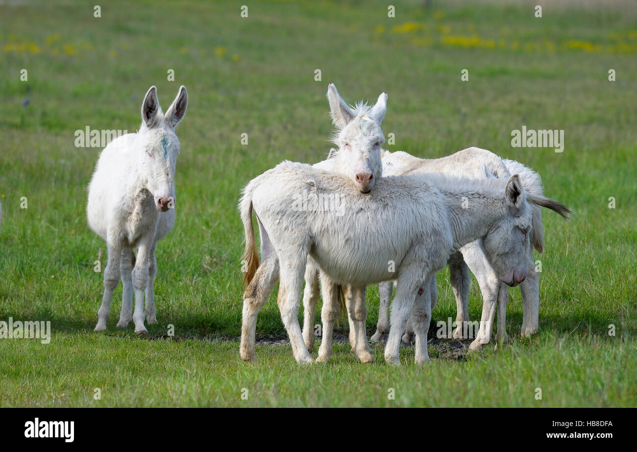 Austrian hungarian white donkey hi-res stock photography and images - Alamy