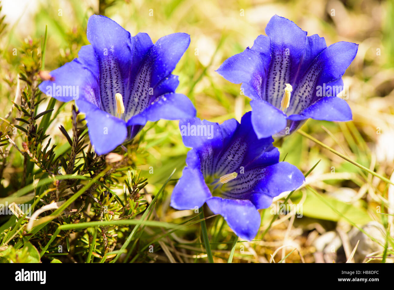 blue gentian blooming in meadow at spring Stock Photo - Alamy