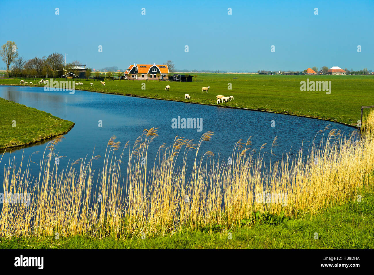 Waterland grass hi-res stock photography and images - Alamy