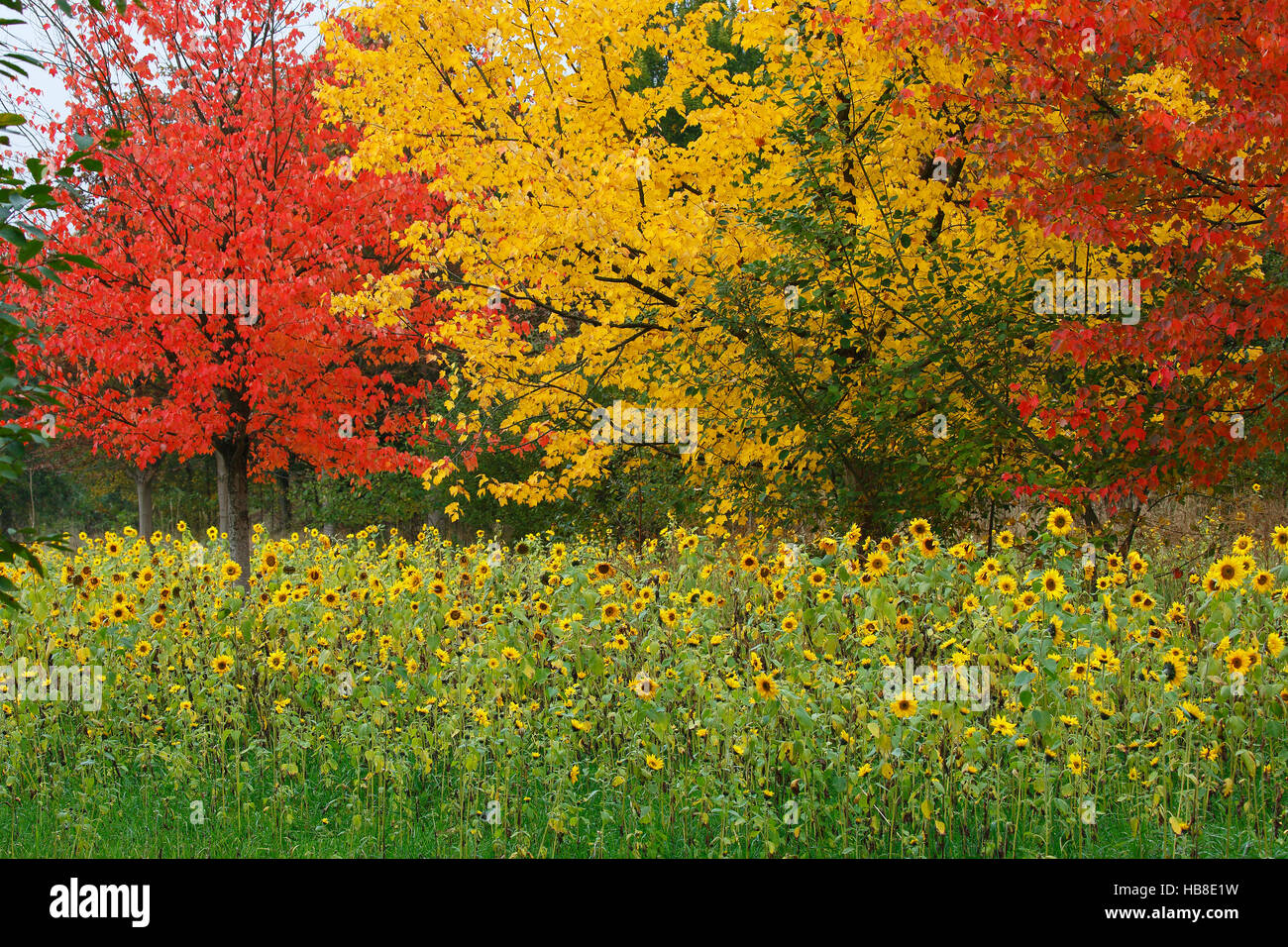 Red and yellow sunflowers hi-res stock photography and images - Alamy