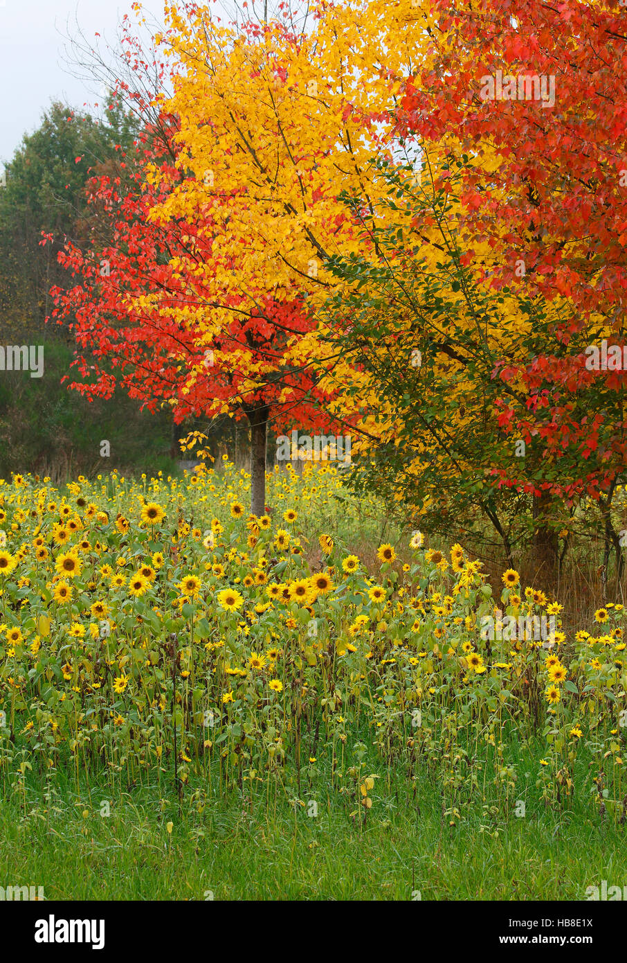 Sunflowers (Helianthus annuus) and maples (Acer sp.) in red and yellow ...