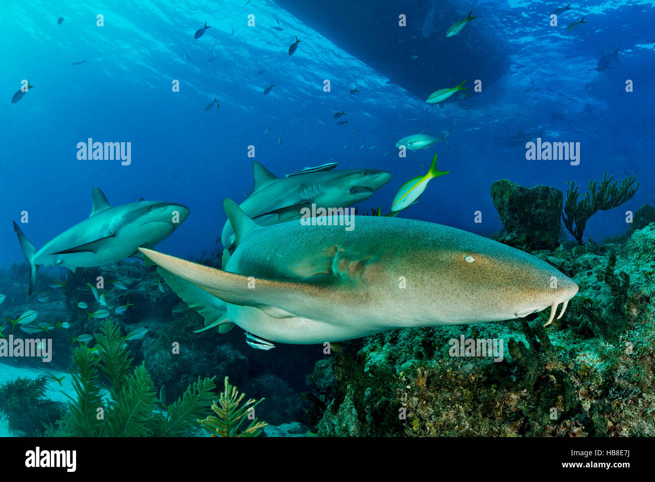 Nurse shark (Ginglymostomatidae), swims over reef with Caribbean reef ...