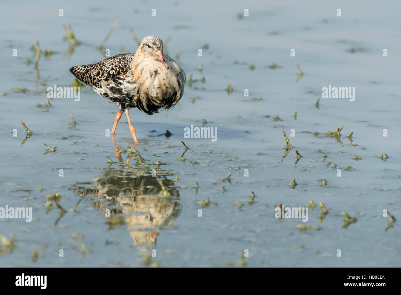 Ruff Water Bird High Resolution Stock Photography and Images - Alamy