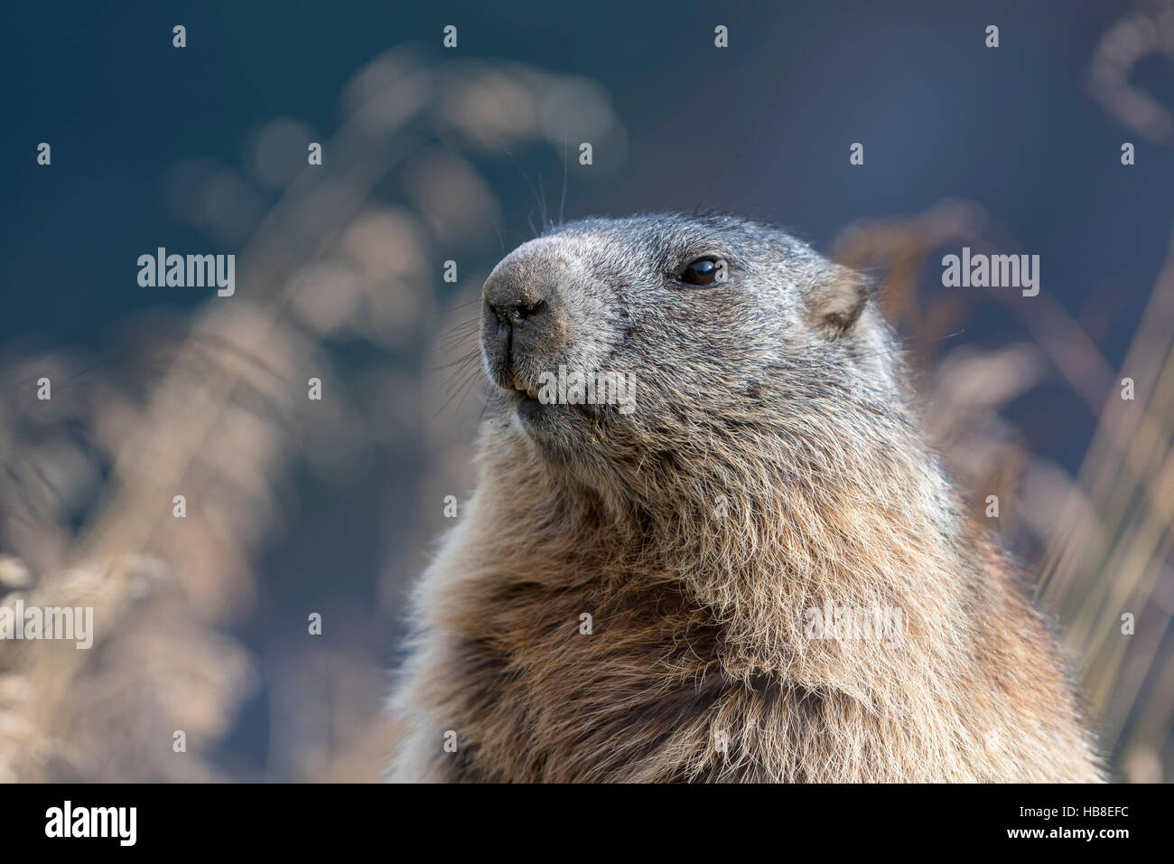 Alpine marmot (Marmota marmota), portrait, High Tauern National Park ...