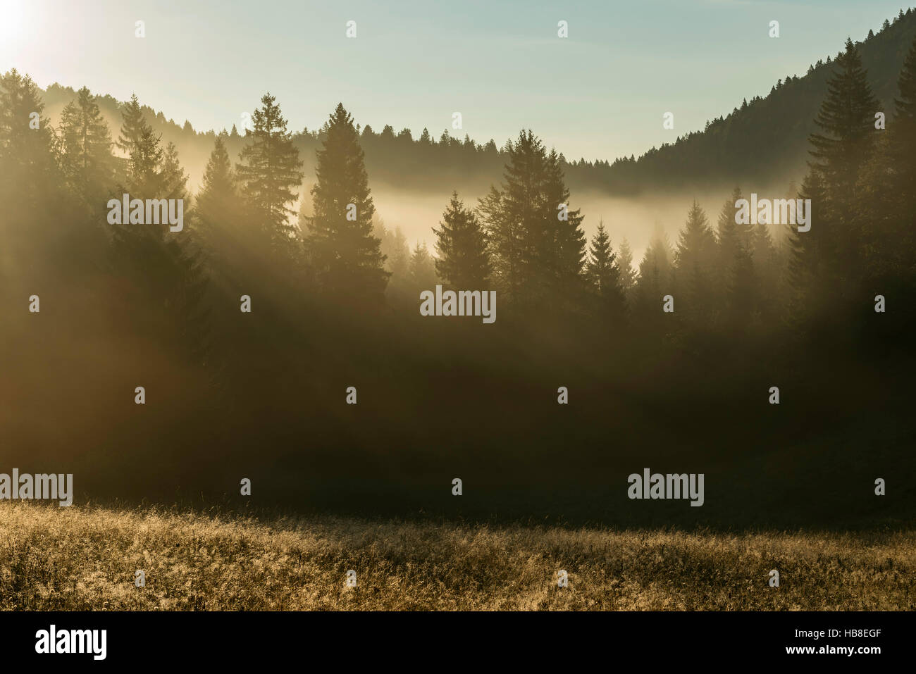 Sunlight shining through treetops, morning mist, Loski Potok, Dolenjska ...