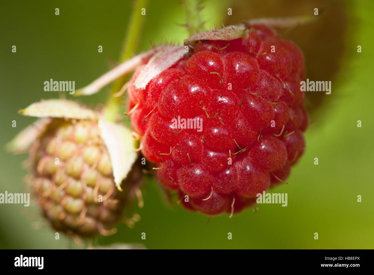 Rubus idaeus raspberry plant hi-res stock photography and images - Alamy