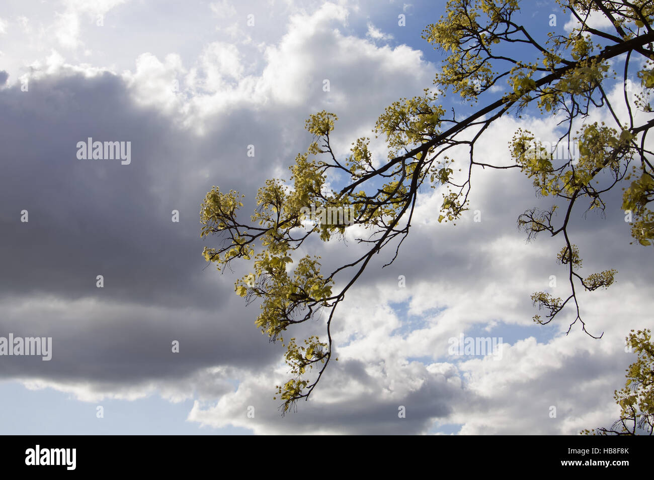 Lindenbaum germany hi-res stock photography and images - Alamy