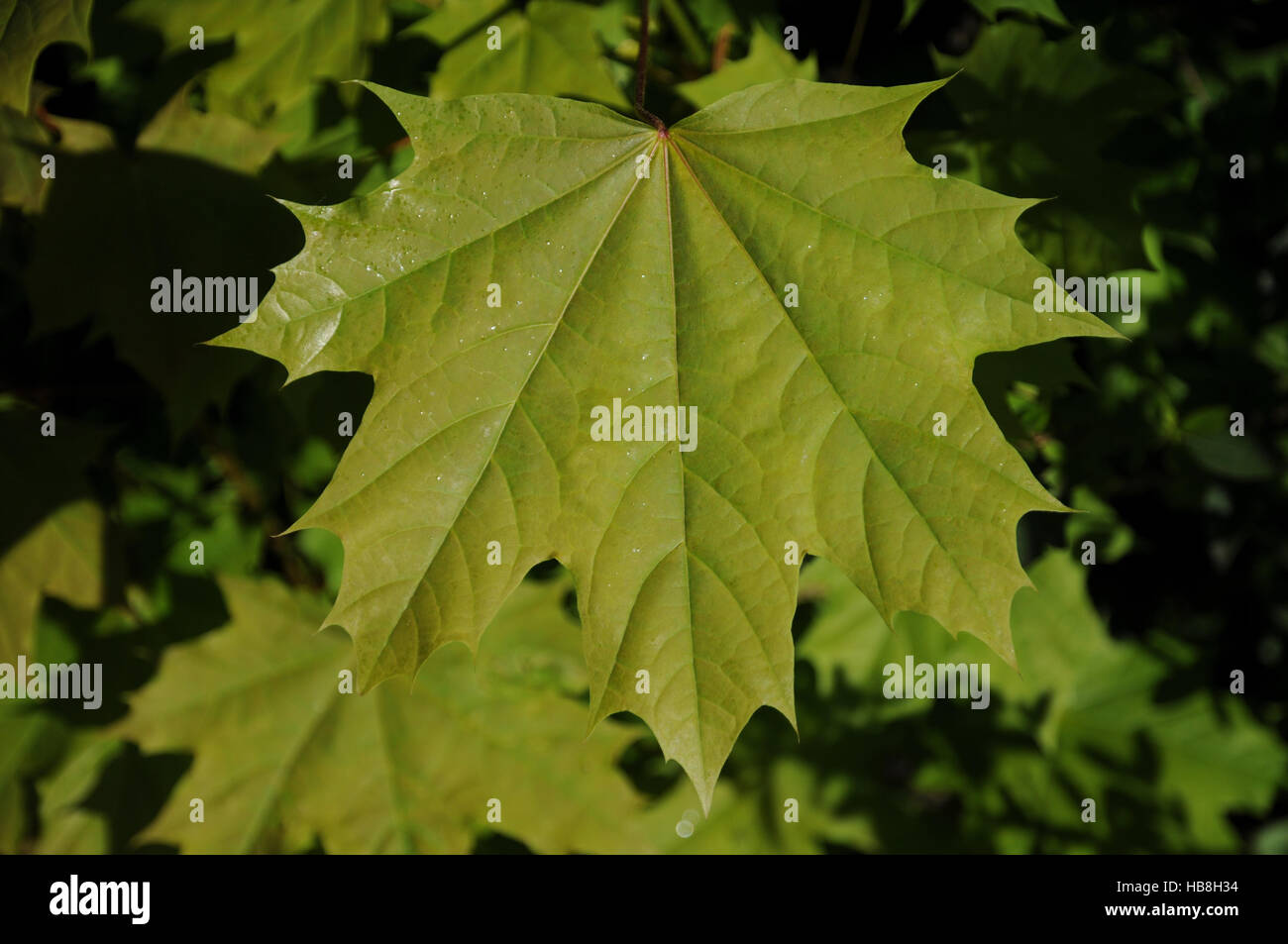 Acer platanoides, Norway maple Stock Photo - Alamy
