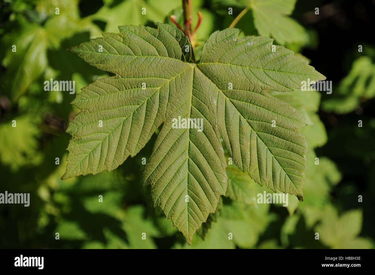 Acer pseudoplatanus, Sycamore maple Stock Photo - Alamy
