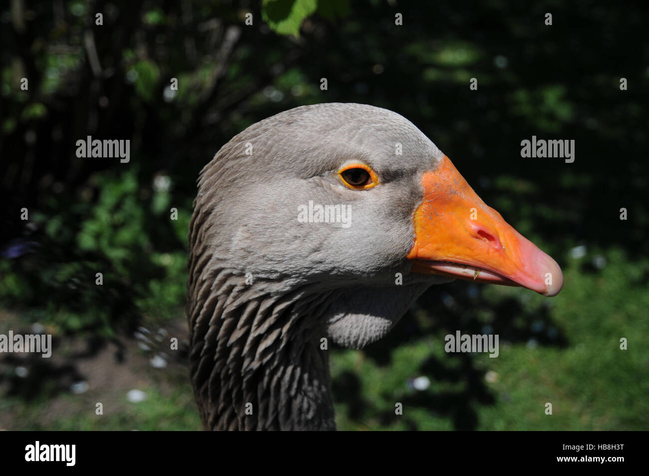 Anser anser domesticus, Domestic goose Stock Photo - Alamy