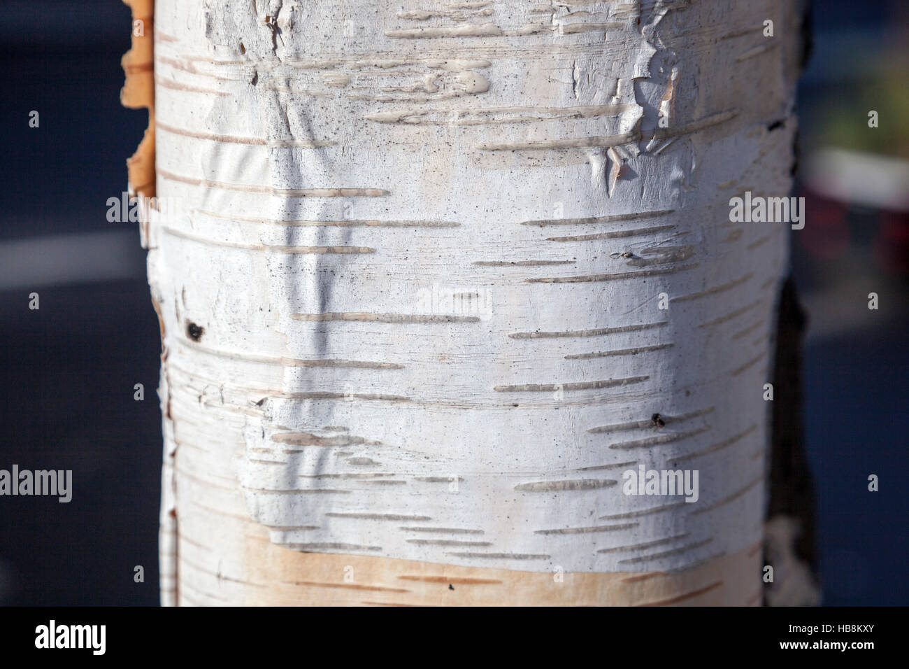 Tree bark texture hi-res stock photography and images - Alamy