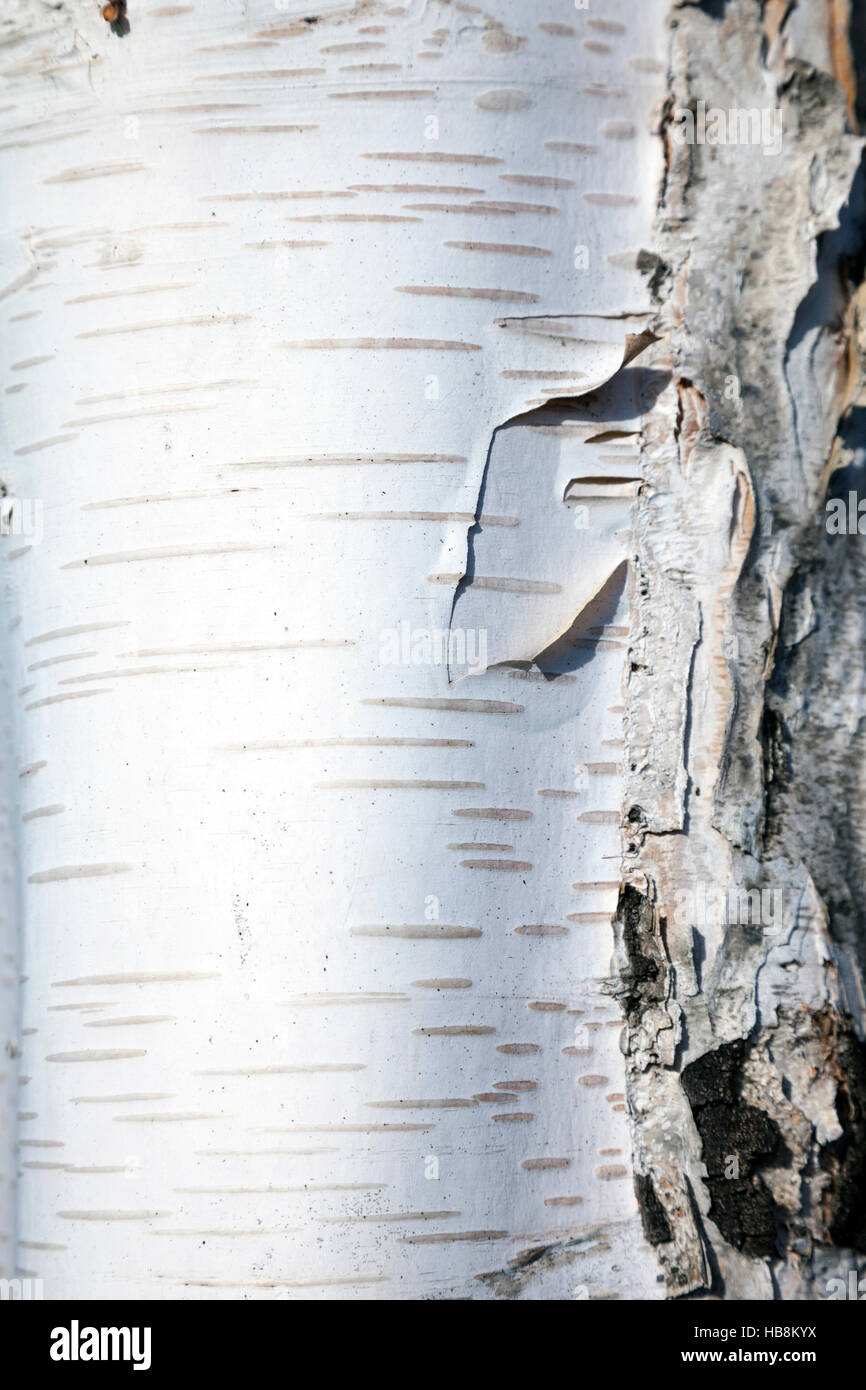 Close-up of birch tree bark texture Stock Photo - Alamy