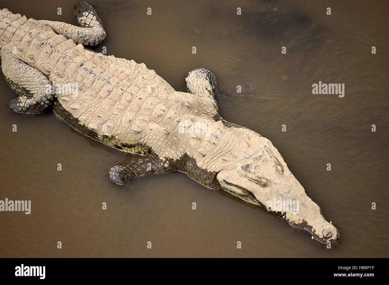Menschenfresser krokodil hi-res stock photography and images - Alamy