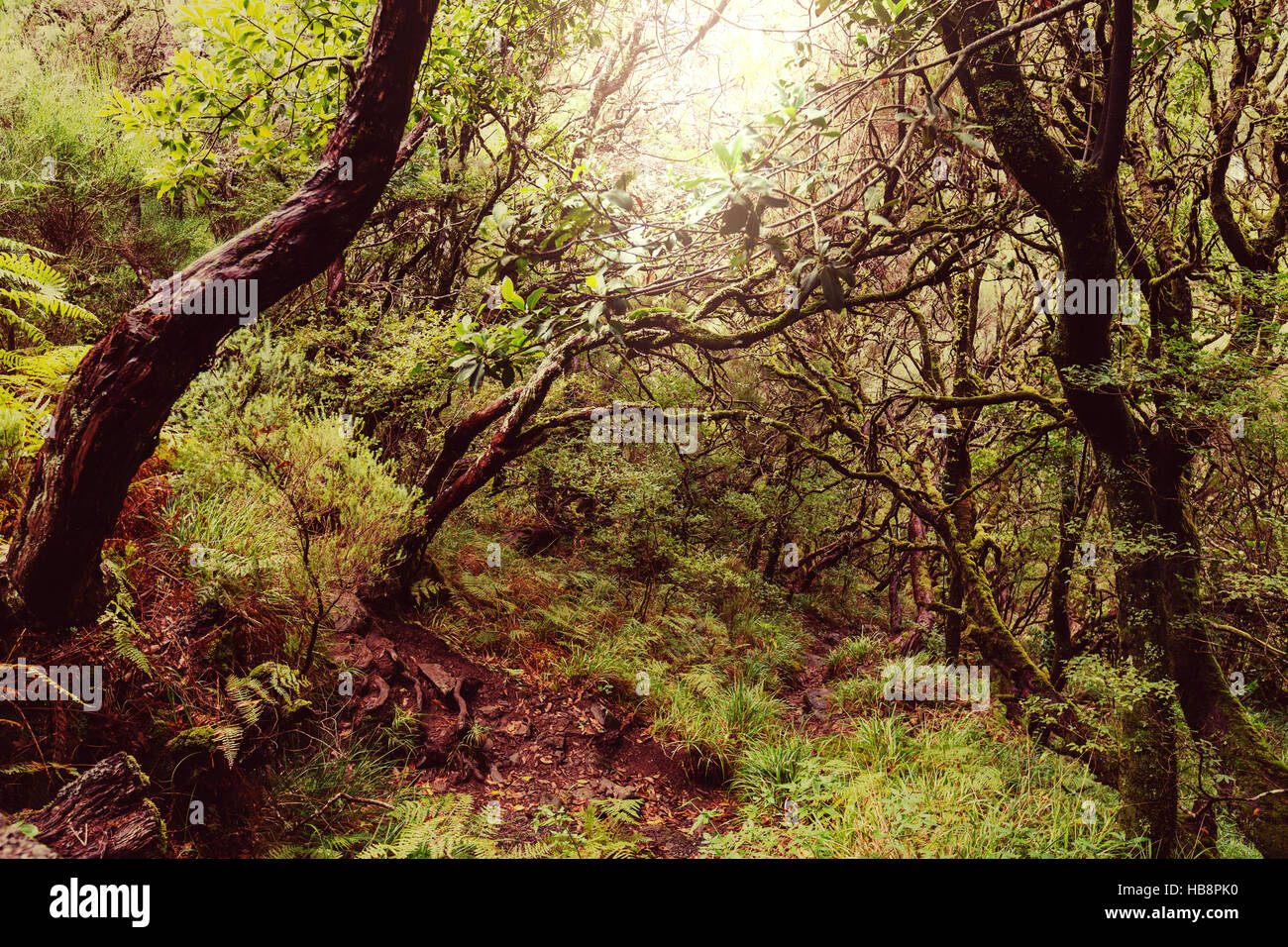 Forest in Madeira Stock Photo - Alamy