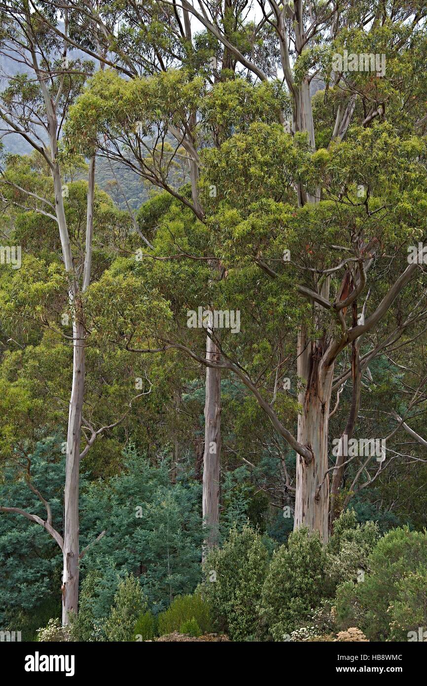 Trees in the woods Stock Photo - Alamy