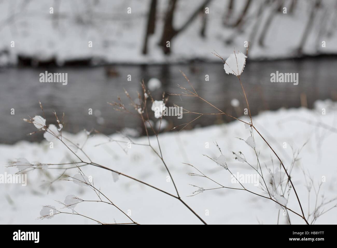 Snow blobs on dried weeds next to a creek in winter Stock Photo - Alamy