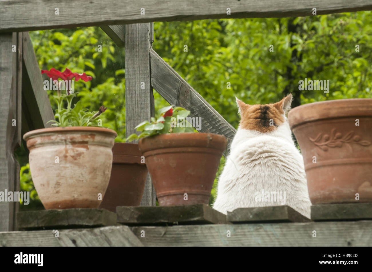 Cat sitting flower pot hi-res stock photography and images - Alamy