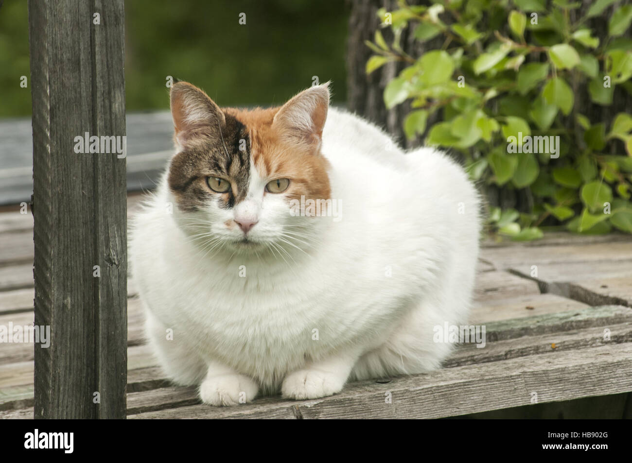 White female cat hi-res stock photography and images - Alamy