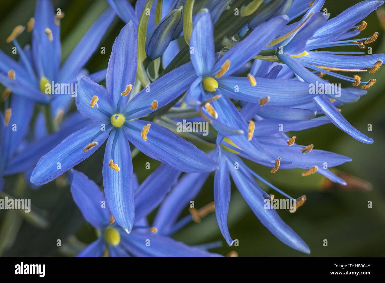 Bloomy hi-res stock photography and images - Alamy