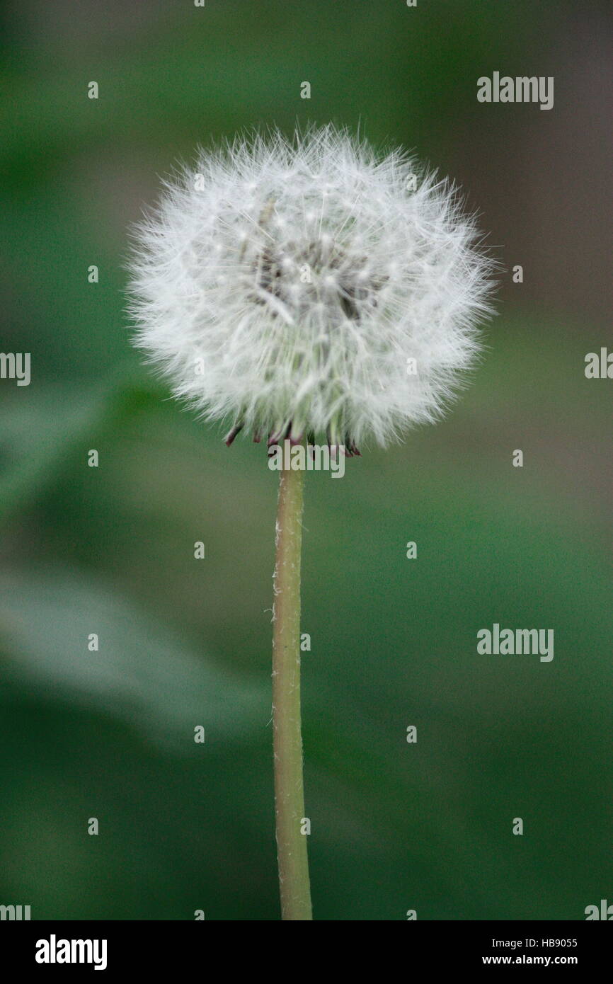 Long handle hi-res stock photography and images - Alamy